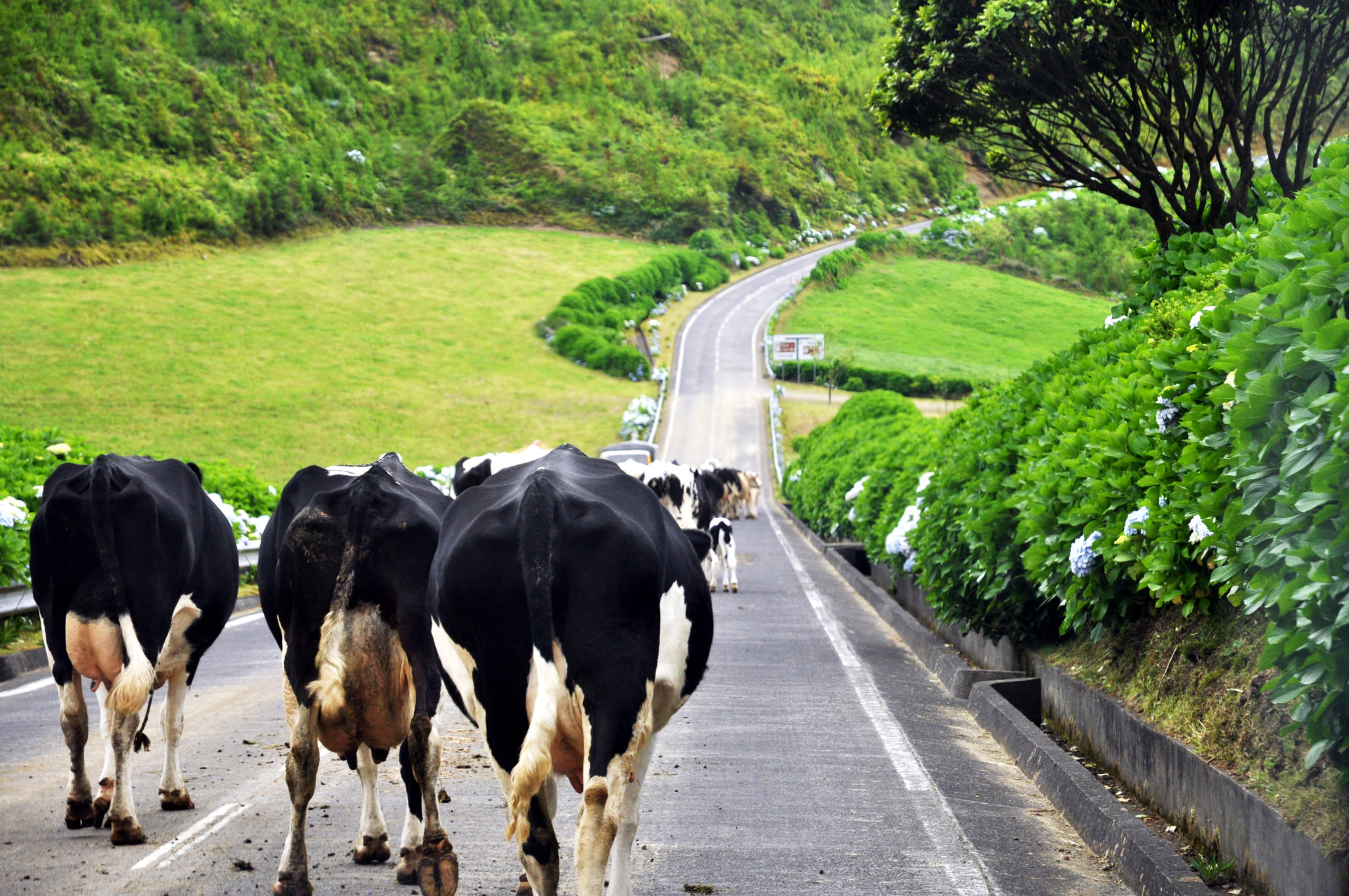 Autofahren auf den Azoren - Die Azoren - São Miguel